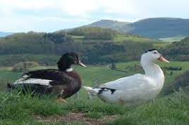 Pato de raza Mulard :: LAGOLUCAS S.L